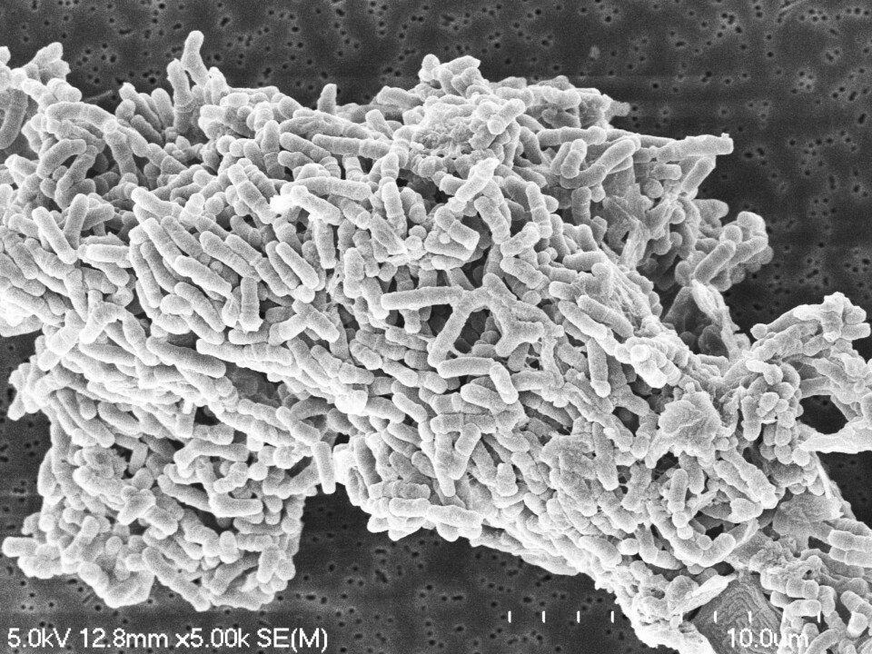 Infant Probiotics for Newborns and Babies| Evivo